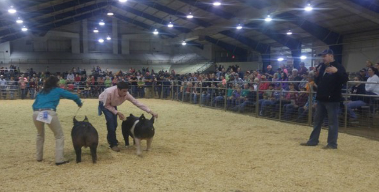2017 Tennessee Junior Market Hog Show Results | Tennessee 4-H Youth ...
