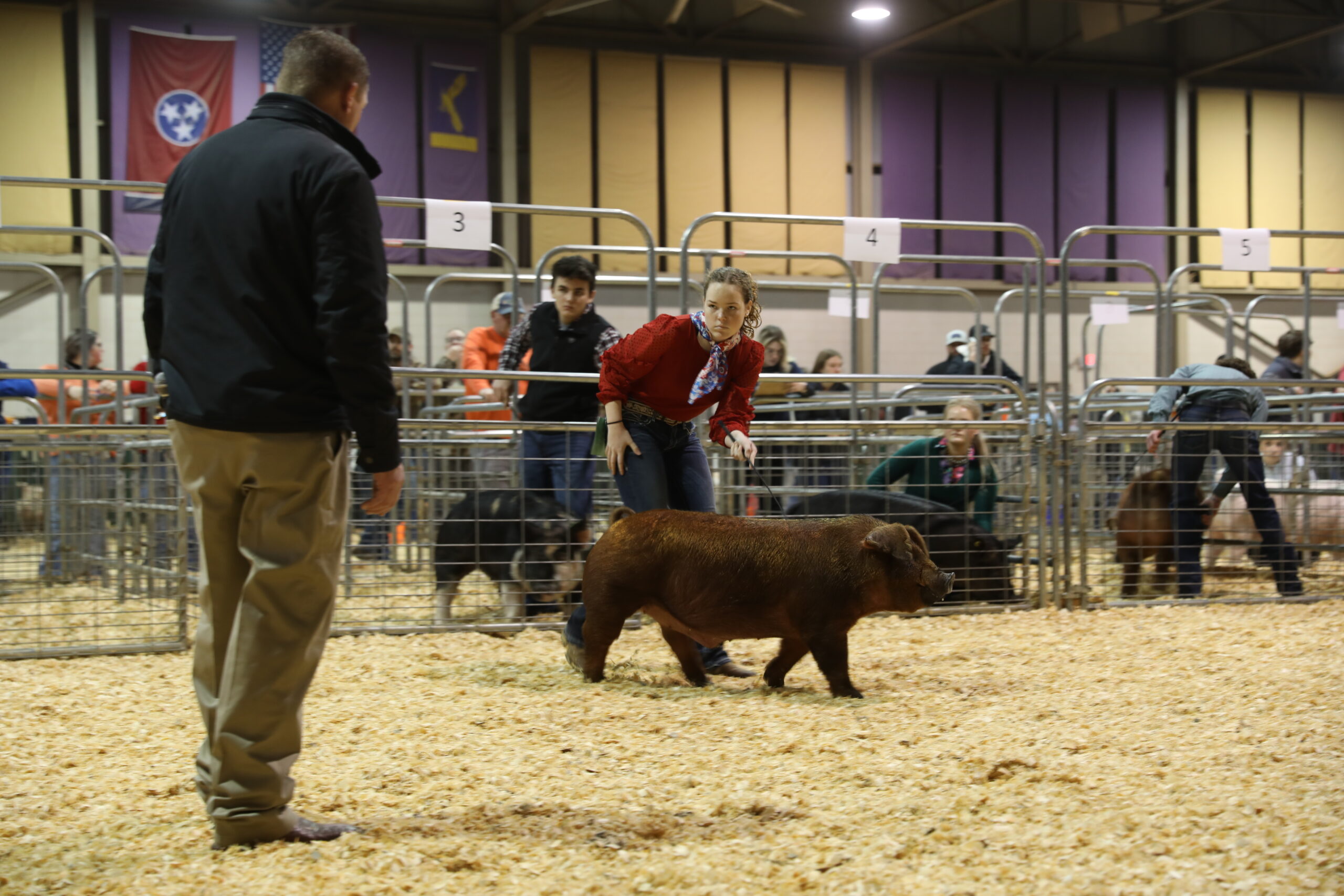 Swine | Tennessee 4-H Youth Development