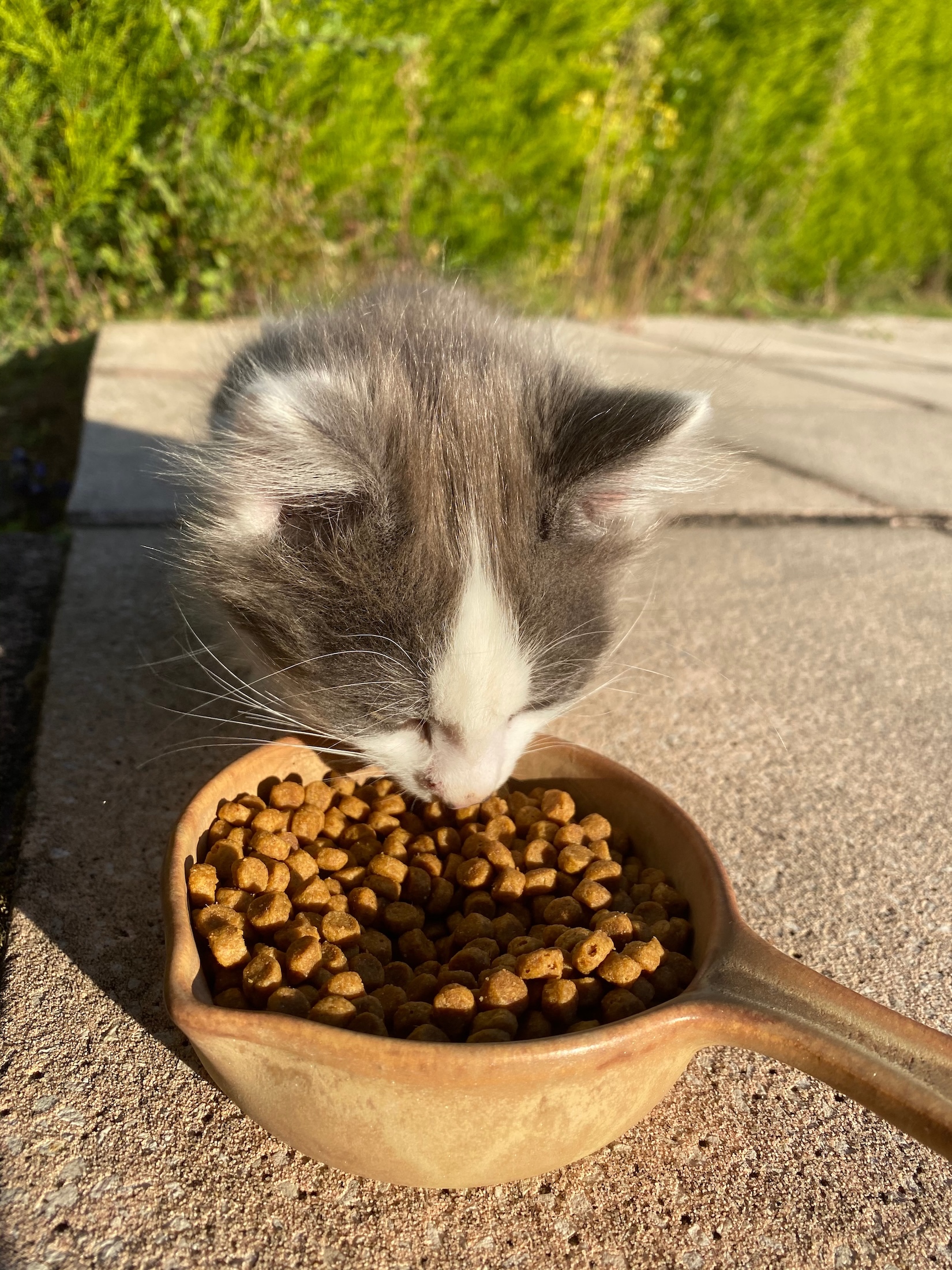 Companion Animals | Tennessee 4-H Youth Development